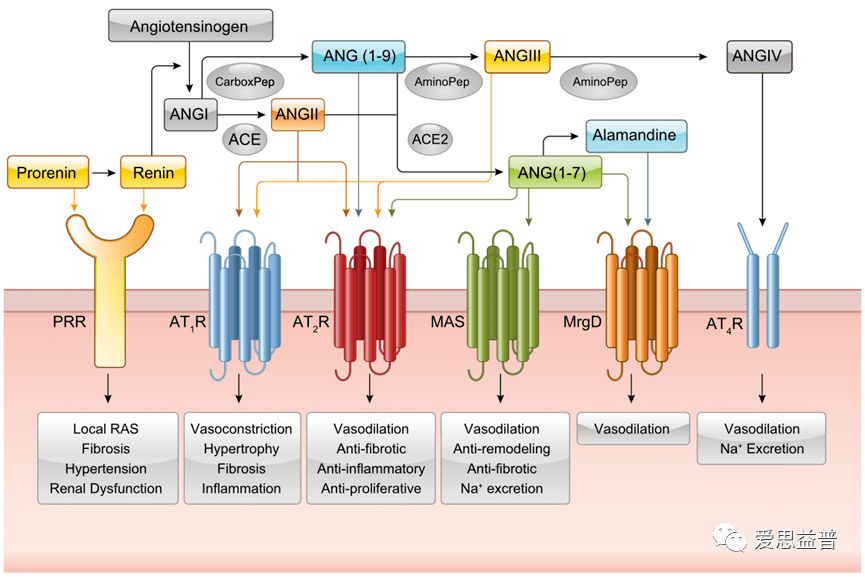 《爱求索》之血管紧张素AT1和AT2受体在疾病中的作用_Ang_细胞_包括