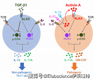 Elabscience流式课堂｜Th1/Th2/Th17细胞简介及指标选择_检测_实验_抗体