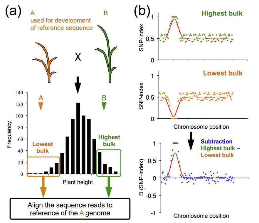 什么是“SNP-index”？| 群体遗传专题_进行
