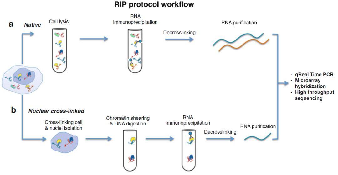 RIP-seq让m6A后期研究威力加倍 | RIP专题_蛋白
