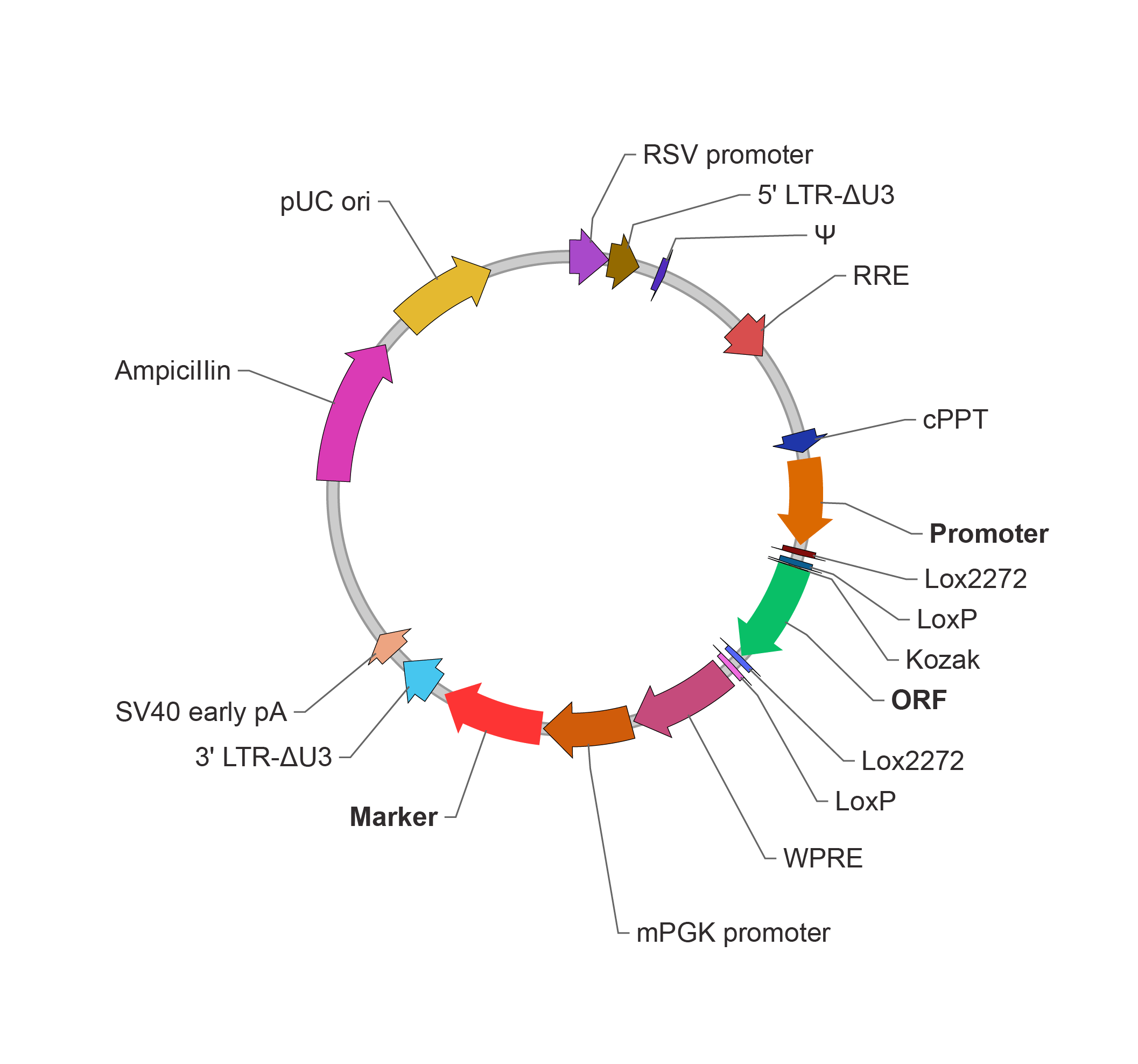 载体家小课堂 | Cre-Lox条件性表达载体系统_重组