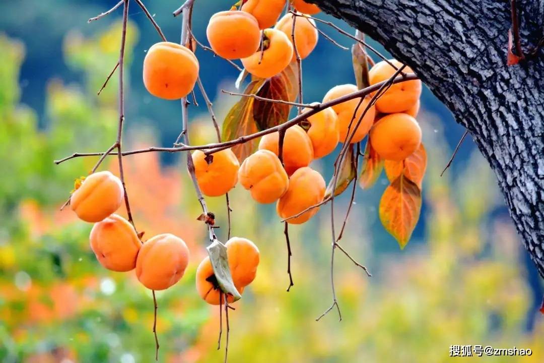 柿子又红了-搜狐大视野-搜狐新闻