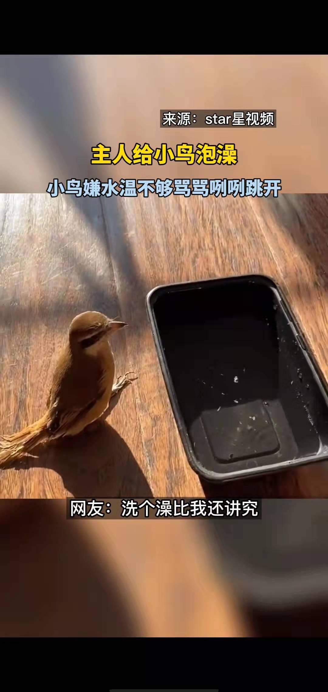 主人给小鸟泡澡，小鸟嫌水温不够骂骂咧咧跳开 搜狐大视野 搜狐新闻