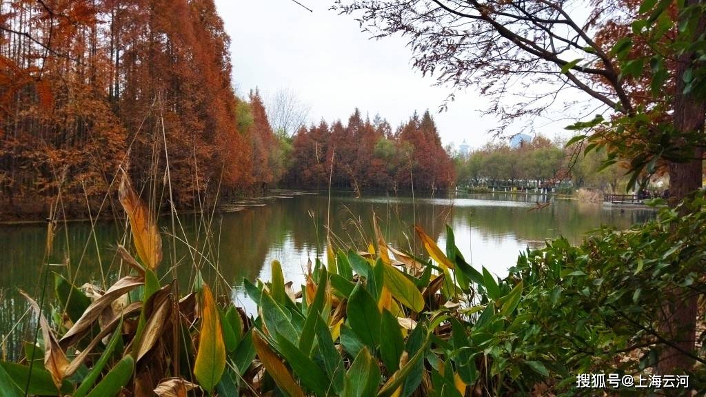 只为了这一份恬静，浦东世纪公园，秋色（27）-搜狐大视野-搜狐新闻