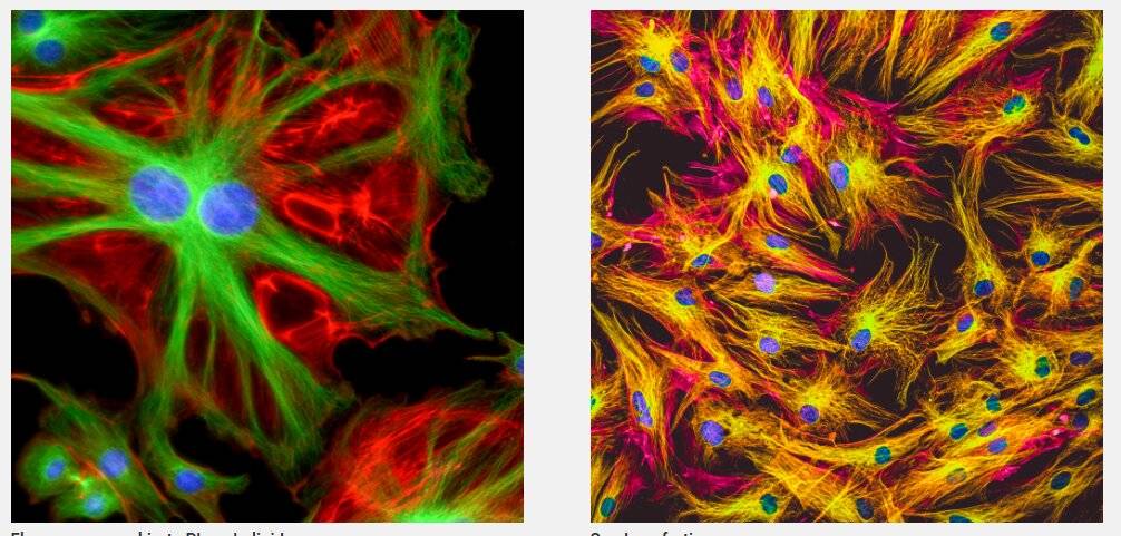 瑞禧荧光染料 | 那些年我们一起降解过的CY花菁染料-CY3/CY5/CY7_Cyanine_标记_蛋白