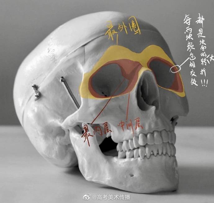 美术艺考生必看 | 头骨绘制参考素材参考 -搜狐大视野-搜狐新闻