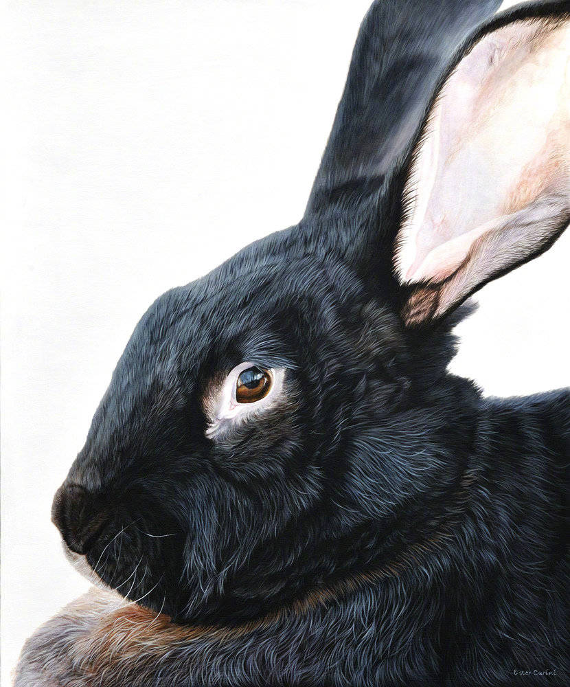 画家 Ester Curini 画笔下的动物-搜狐大视野-搜狐新闻