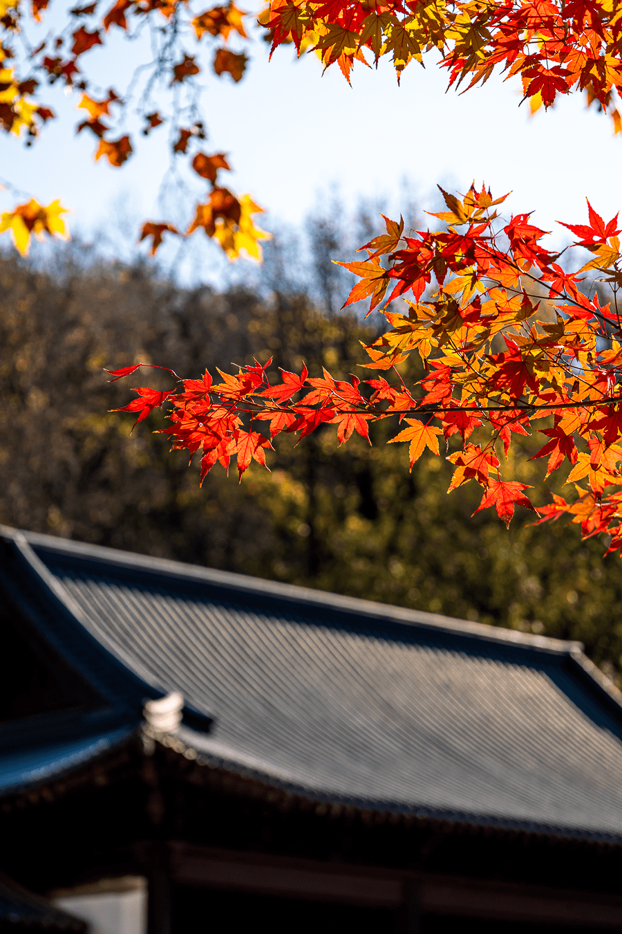 南京秋收冬藏，栖霞红满山冈！-搜狐大视野-搜狐新闻
