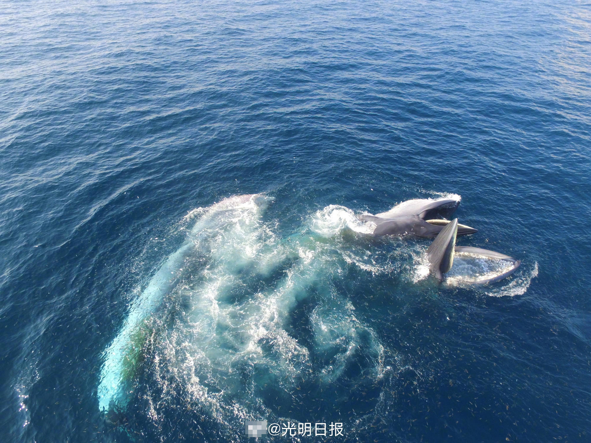 聚焦全国生态日：在涠洲岛观鲸是什么体验-搜狐大视野-搜狐新闻