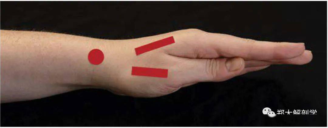 ROM｜第一腕掌（CMC）关节外展_掌骨