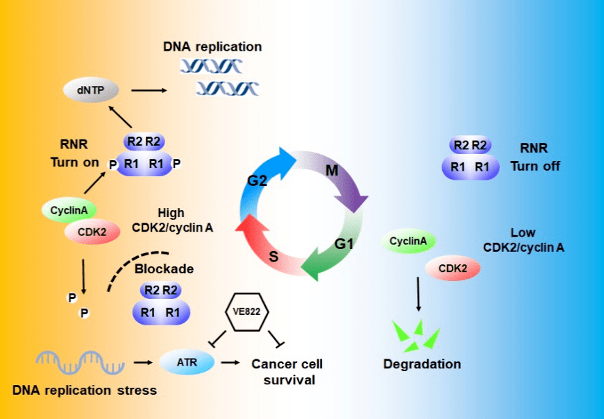 Oncogene|陈果课题组揭示靶向DNA复制压力的肿瘤治疗新靶点_dNTPs