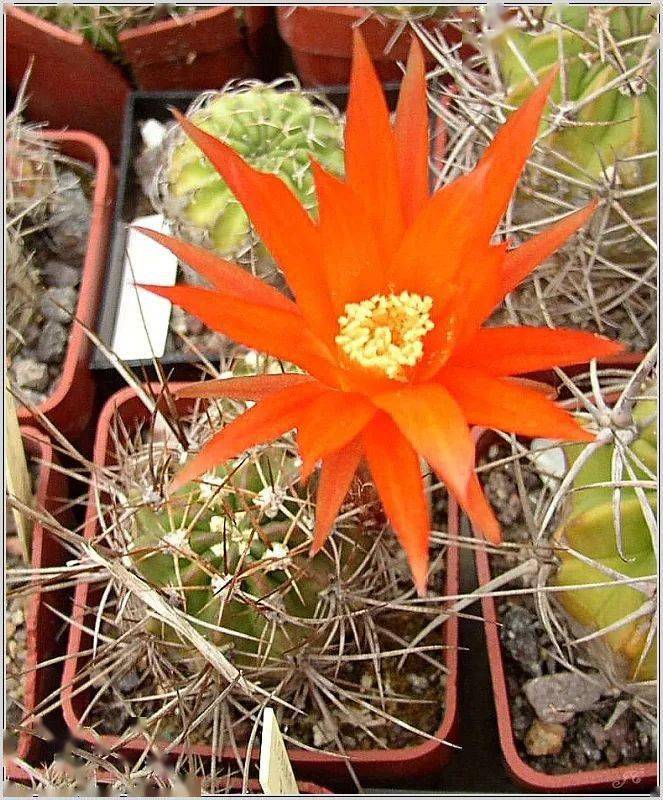 物种日历 | 喜欢阳光的仙人掌科丽花球属（Lobivia）_aurea