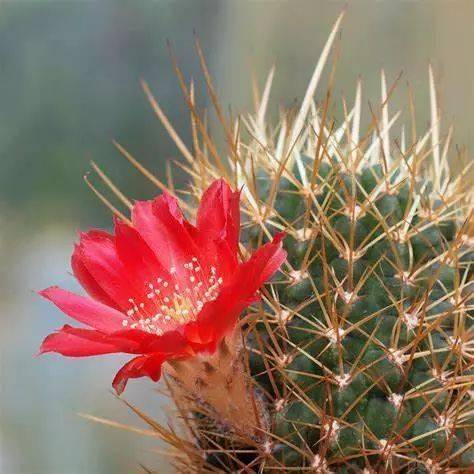 物种日历 | 喜欢阳光的仙人掌科丽花球属（Lobivia）_aurea