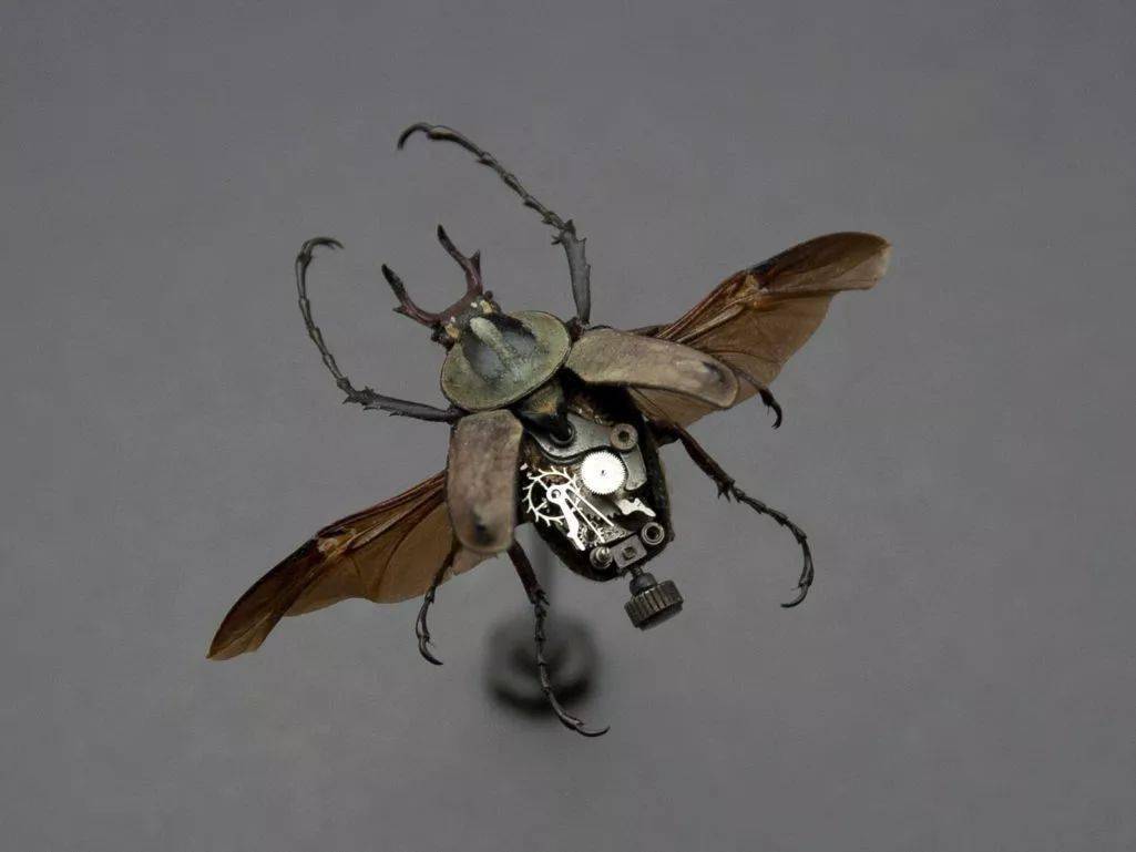 机械昆虫艺术家 Mike Libby-搜狐大视野-搜狐新闻