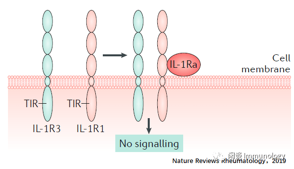 IL-1家族与炎症性疾病_受体