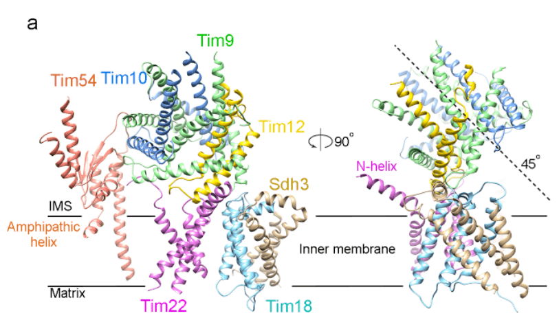 Cell research｜李龙研究组解析酵母源线粒体内膜复合物TIM22的结构_Tim