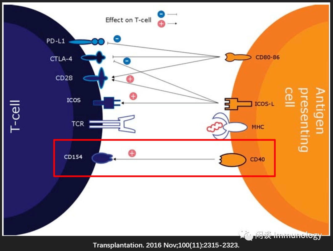 CD40-CD40L：炎症性疾病+肿瘤免疫忽视+对应免疫治疗策略_细胞