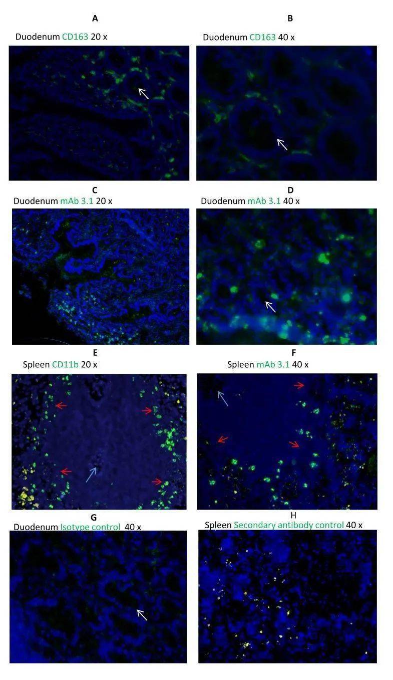 CDR限定性突变制备犬CSF-1R拮抗性抗体_mAb
