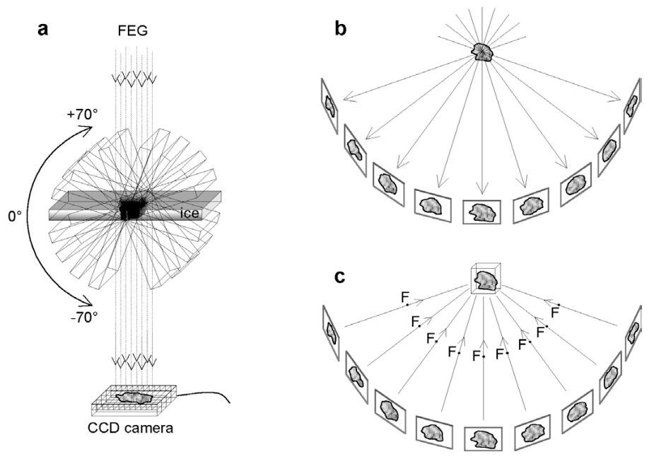 结构生物学的下一个突破：cryo-ET-搜狐大视野-搜狐新闻