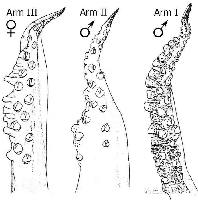 海洋科普（1259）| 中国海域鱿鱼图鉴_Abralia