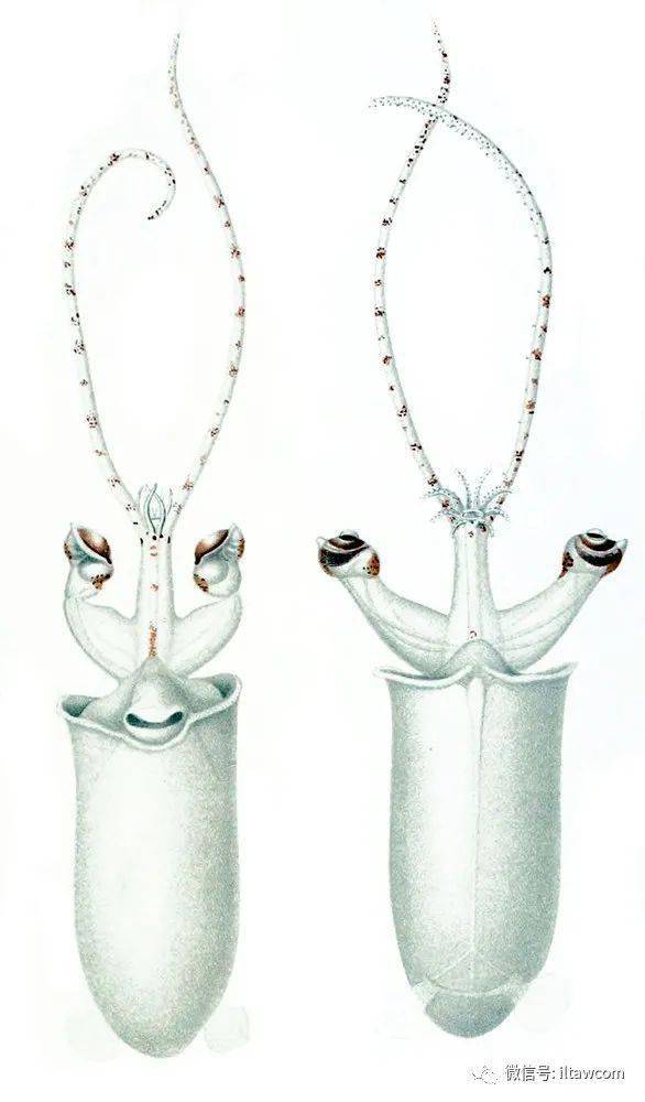 海洋科普（1259）| 中国海域鱿鱼图鉴_Abralia