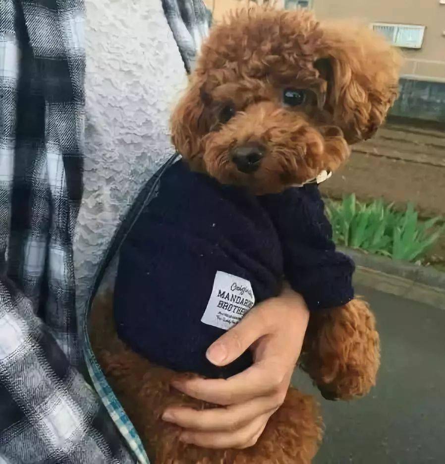 别说狗狗不怕冷了，快看看它们瑟瑟发抖的小身板！！-搜狐大视野-搜狐新闻