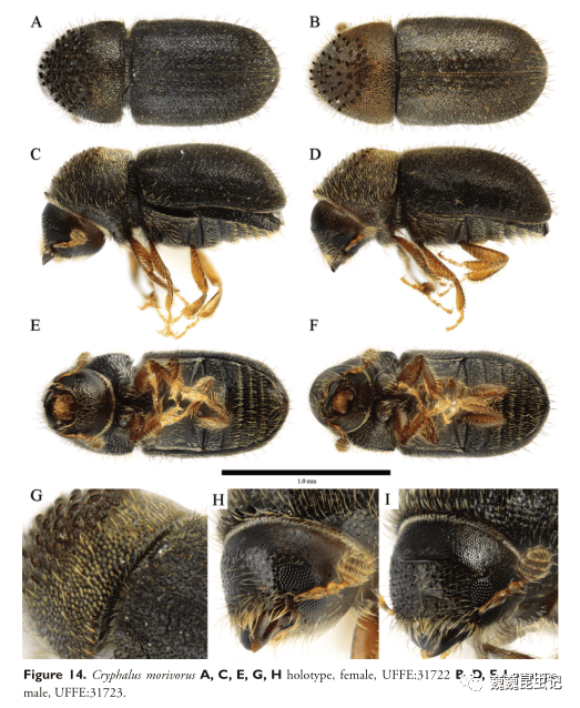 【虫研捷报】中国小蠹研究进展（二）——4个梢小蠹新种_寄主