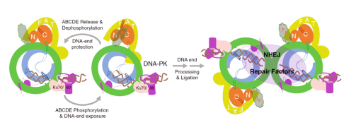 突破！杨薇/Martin Gellert团队首次解析激活态DNA-PK全酶结构-搜狐大视野-搜狐新闻