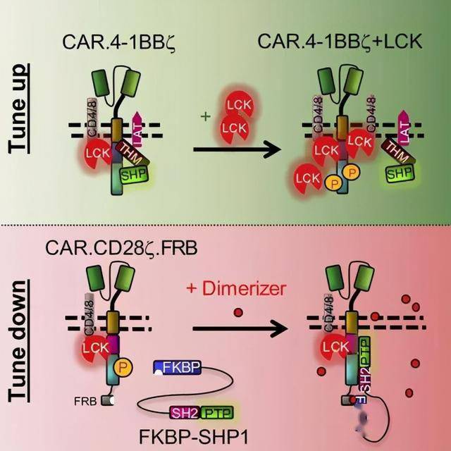 CAR-T嵌合抗原受体T细胞免疫疗法重磅解读_研究人员