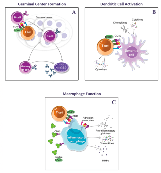 探针资本_上市公司分析： Viela Bio_免疫