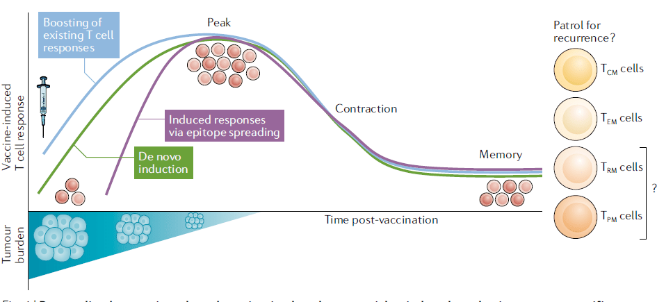 未来已来：肿瘤新抗原疫苗_NeoVax