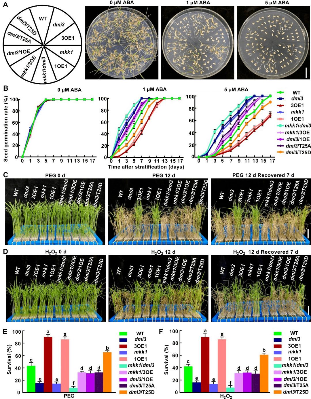 南京农业大学蒋明义团队揭示ABA信号转导中MAPK级联激活的新机制_Thr-