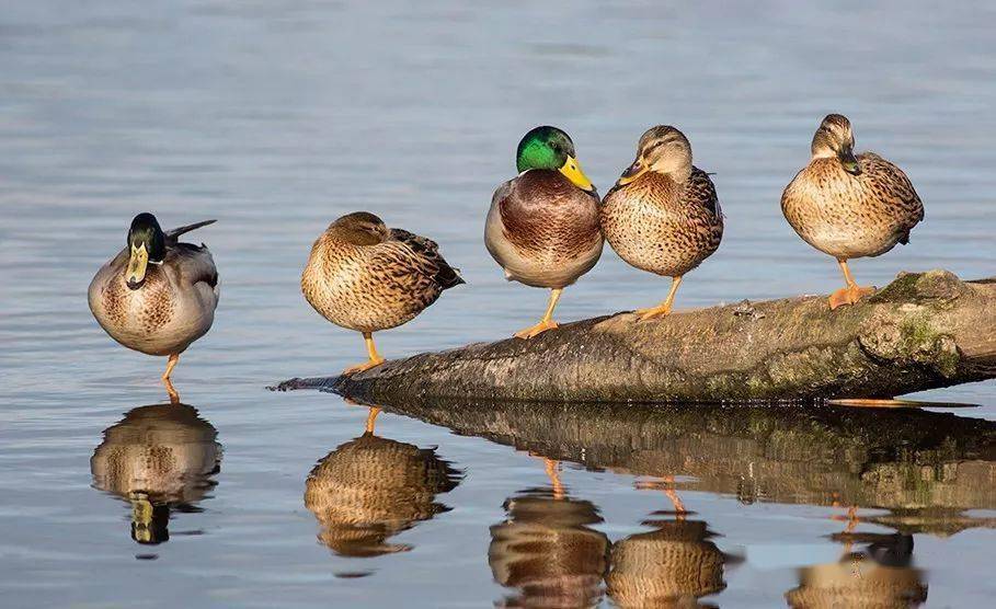 10种野生动物的奇妙睡眠方式_长颈鹿