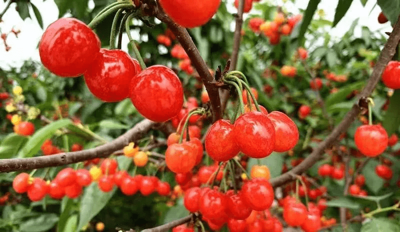 抿抿甜！新津樱桃熟了，这些果园可以采摘啦！_种植