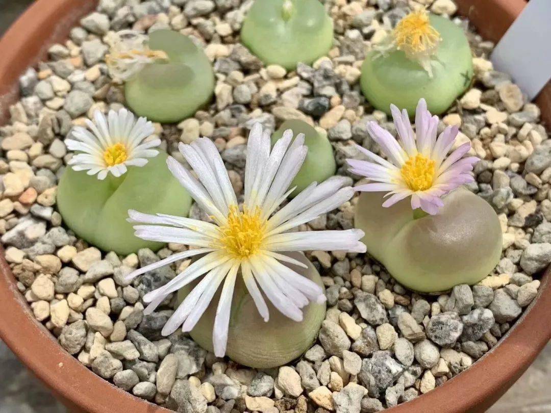 物种日历 | 肉锥的中流砥柱——拉登（Conophytum ratum）_种群