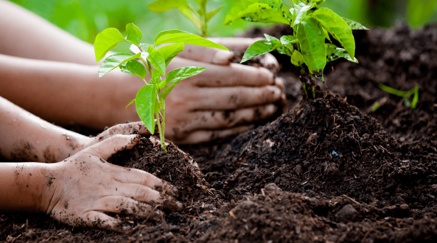 平旦華语（辛丑69）：养生的孩子身高超过父母（二则）_时令