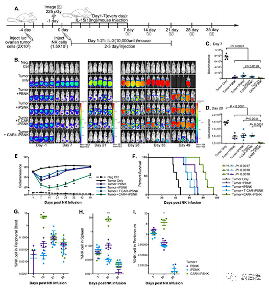 iPSC衍生的CAR-NK的抗肿瘤功能_细胞