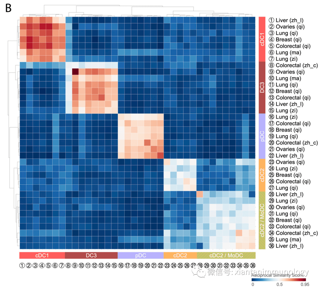 肿瘤浸润DC的表型和功能差异_细胞