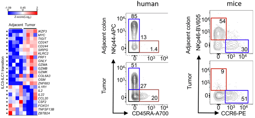《细胞》：结肠癌，你居然玩挑拨离间那一套！科学家发现，肠肿瘤内ILC3减少会改变肠菌组成，破坏免疫稳态，促进肿瘤进展和免疫耐药_微生物