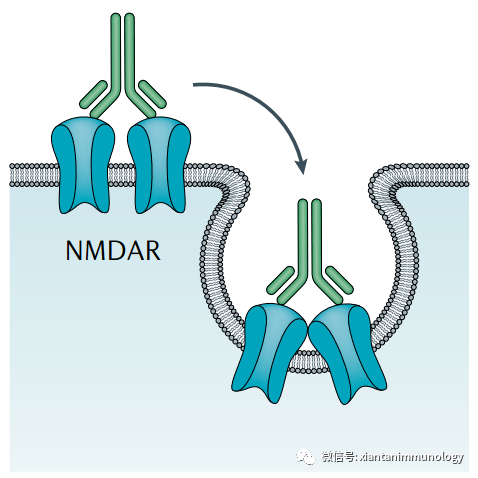 自身抗体七种致病机制（神经系统）_anti-NMDAR