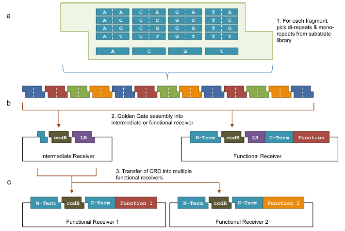 破解Z碱基合成途径背后的故事：JACS被拒辗转见刊Science丨专访合成生物学竞赛评委赵惠民_团队