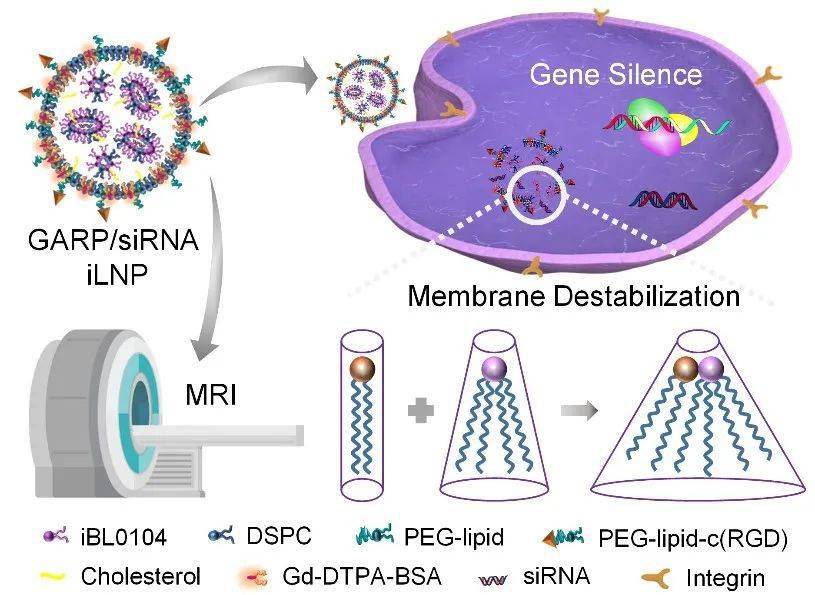 Exploration | 新型可电离脂质介导siRNA高效递送与肿瘤可视化治疗_iLNPs