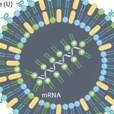 mRNA疫苗发展史_Malone