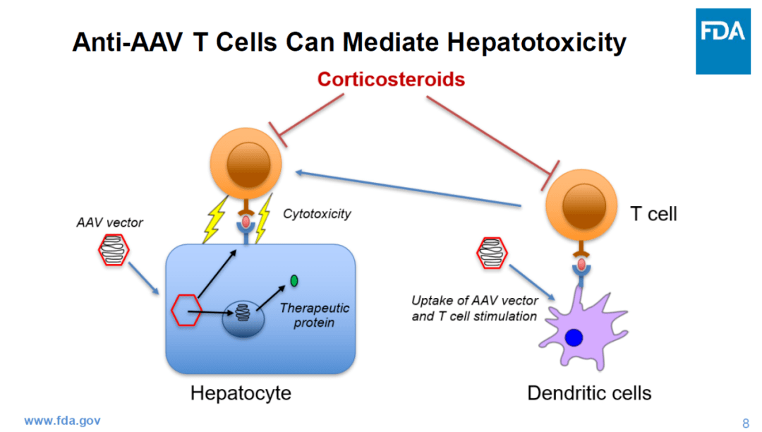 AAV基因疗法安全性受到广泛关注，业界专家们怎么说？_肝脏