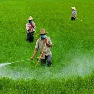 日本修订5种农药的最大残留限量_防治