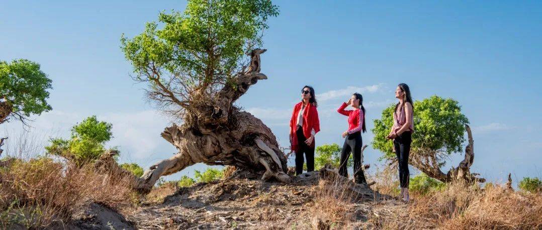 金秋季/哈密伊吾胡杨林2日游，期待您的到来~_观光