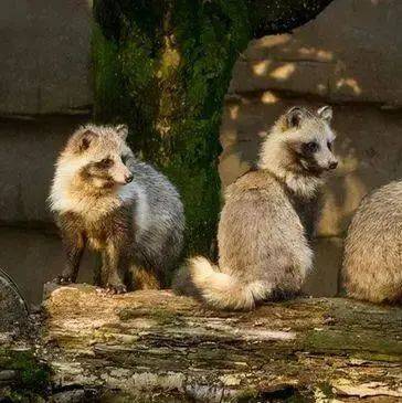 一丘之貉里的貉，可别再把它和浣熊搞混了！_动物