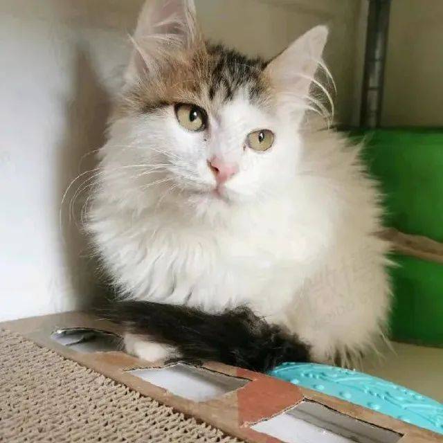 【猫咪领养】四个月长毛猫妹妹寻领养