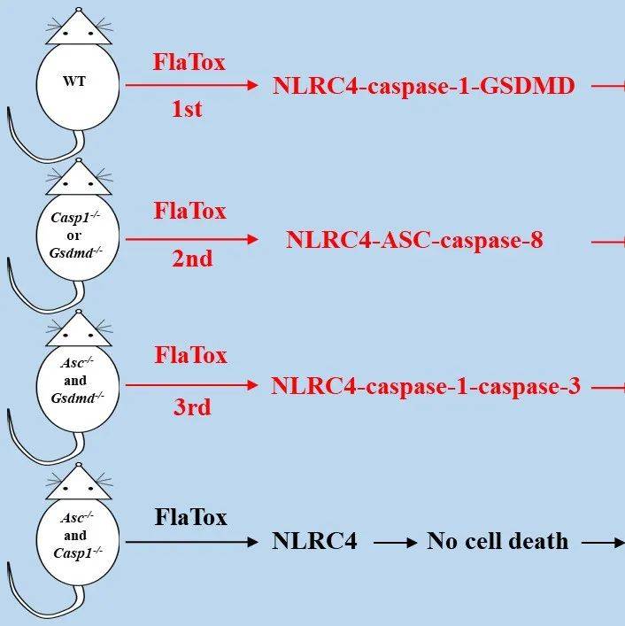 韩家淮课题组揭示NLRC4炎症小体过度激活可通过三种细胞死亡通路导致小鼠死亡_FlaTox