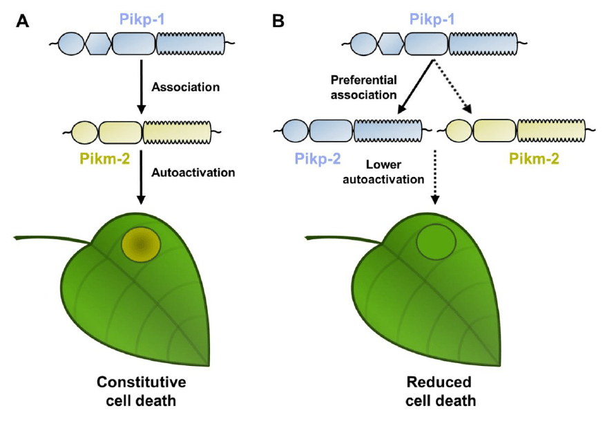 eLife｜详解！英国约翰英纳斯中心揭示NLR等位基因的进化，是NLR免疫特异性的分子基础_Pik-